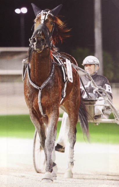 2017 TWENTY FIFTH NORTH ISLAND HARNESS RACING AWARDS CEREMONY - Harnessbred
