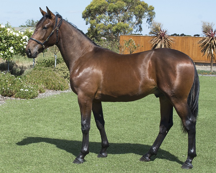 The Buyers Guide - Harnessbred