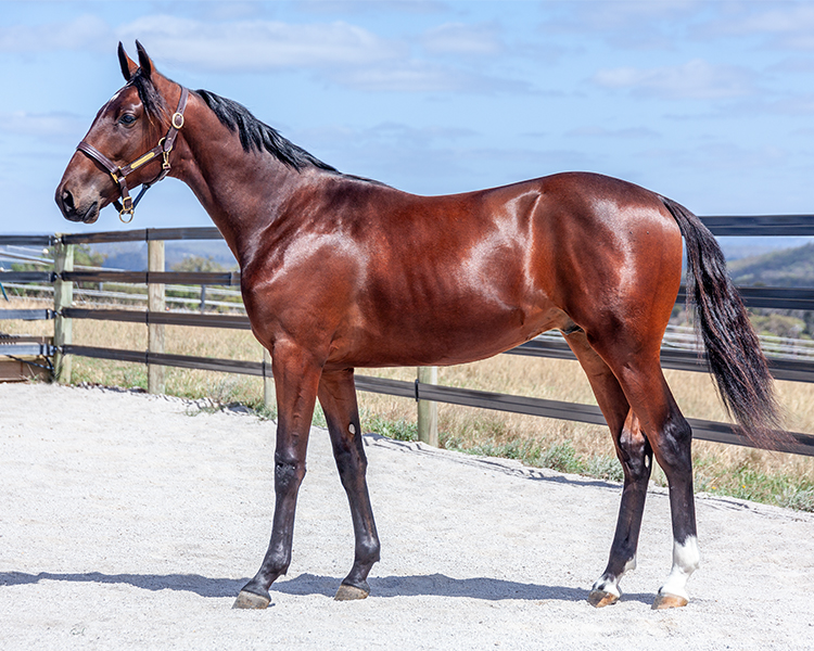 The Buyers Guide - Harnessbred