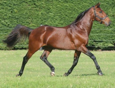 BROODMARE “CENTURION” : ATOMIC LASS - Harnessbred