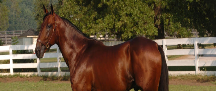 Magnificent superstars of our sport - Harnessbred