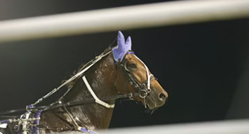 Merlin to miss Group 1 Sires’ Stakes Final - Harnessbred